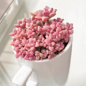 Suculentas Rosa: Las Joyas Del Jardín Que Brillan Con Belleza